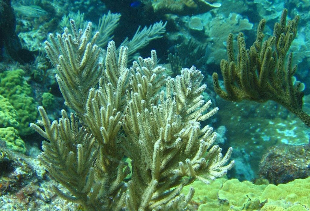 Guide to the Top Mesoamerican Reef Dive Spots near Tulum