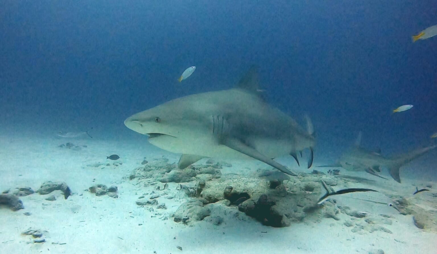 All You Want To Know About Bull Sharks, But Are too Afraid To Ask