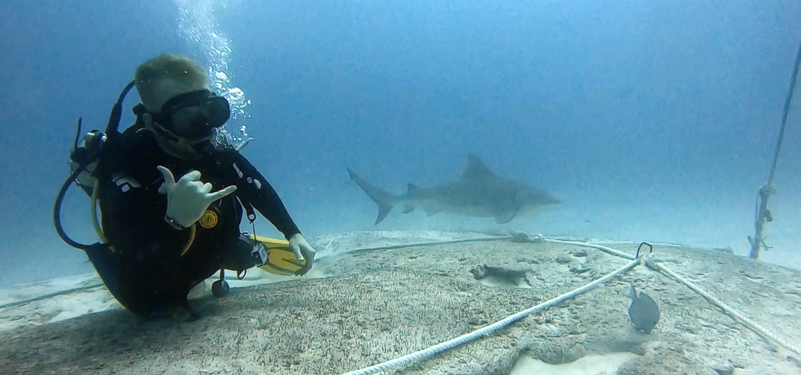 All You Want To Know About Bull Sharks, But Are too Afraid To Ask