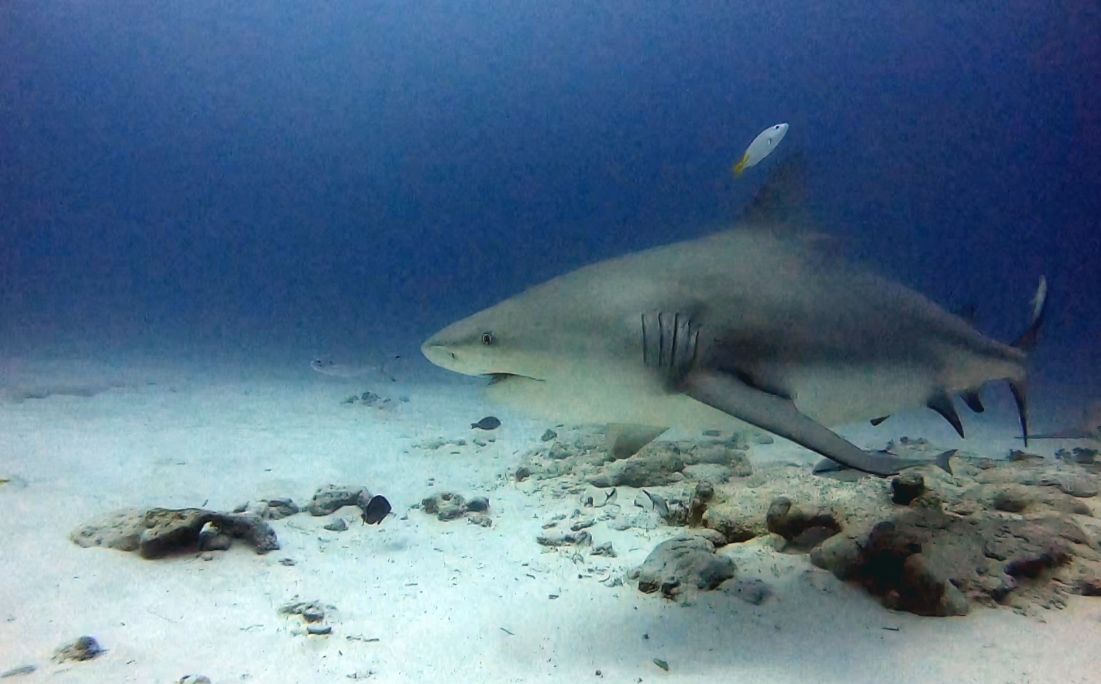 Bull Shark Scuba Diving in Playa Del Carmen | Koox Diving