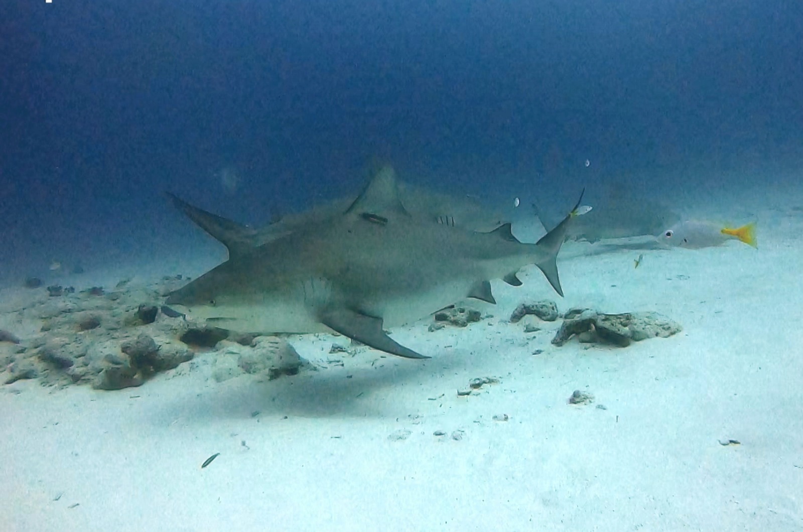 All You Want To Know About Bull Sharks, But Are too Afraid To Ask