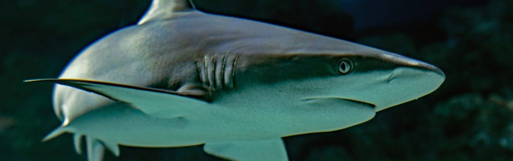 Why You Should Not Fear Sharks, But Respect And Protect Them