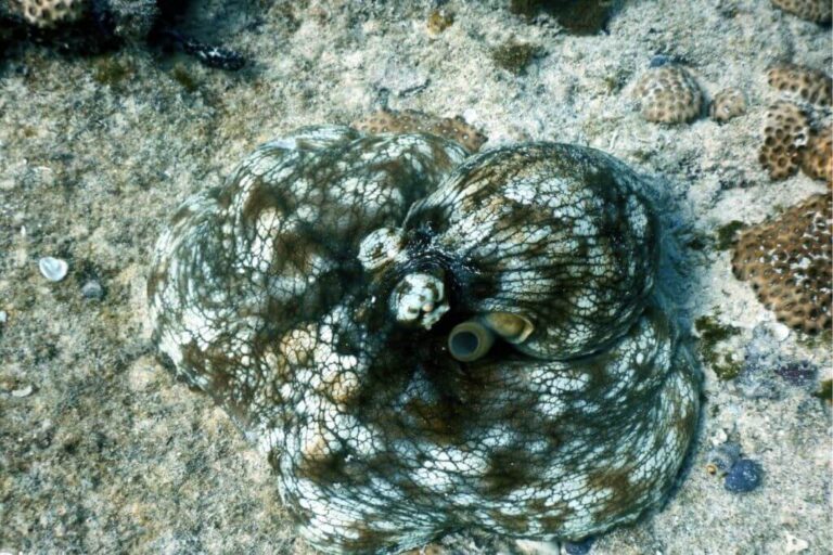 What You Can See When Scuba Diving in Playa del Carmen